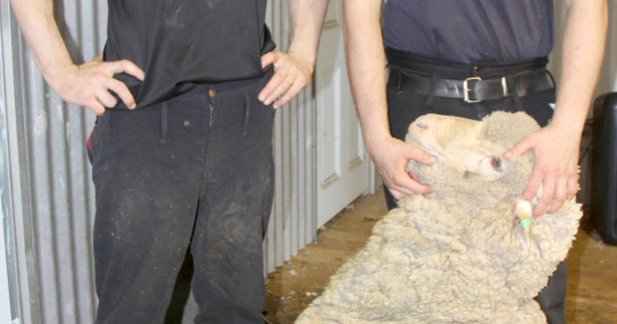 Young local shearer named as Shearing Ambassador for AWI | North ...